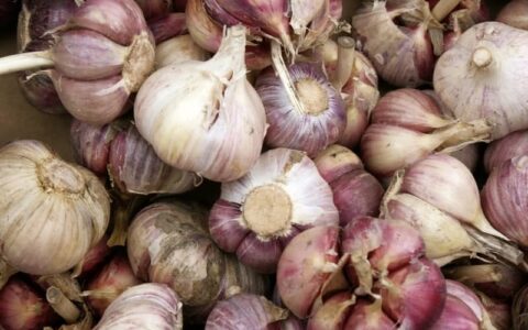 The Ultimate Guide To Garlic Varieties In Australia