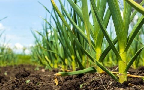 The Ultimate Guide To Garlic Varieties In Australia