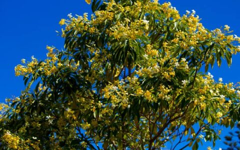 The Ultimate Guide To Australian Native Frangipani