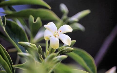 The Ultimate Guide To Australian Native Frangipani