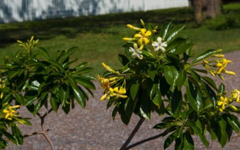 The Ultimate Guide To Australian Native Frangipani