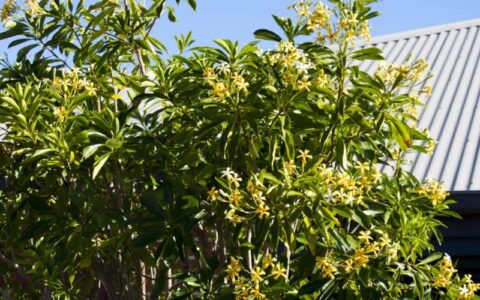 The Ultimate Guide To Australian Native Frangipani