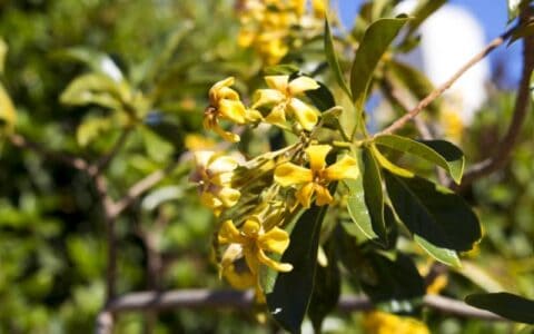 The Ultimate Guide To Australian Native Frangipani