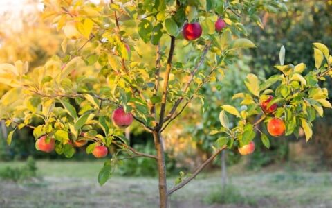 Apple Tree Varieties In Australia