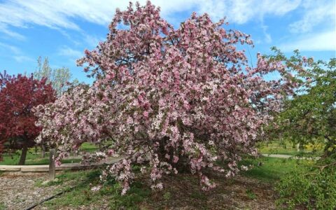 Apple Tree Varieties In Australia