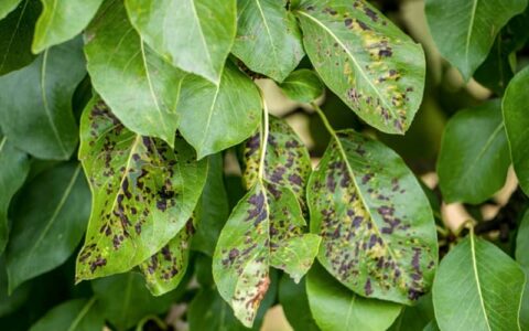 Ornamental Pear Tree Problems In Australia