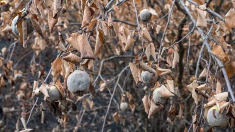 Ornamental Pear Tree Problems In Australia