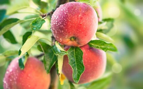 Apple Tree Varieties In Australia