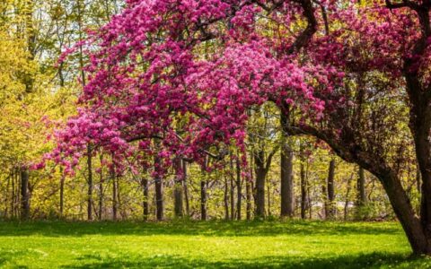 Apple Tree Varieties In Australia