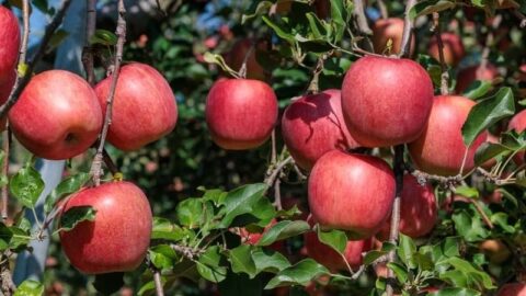 Apple Tree Varieties In Australia