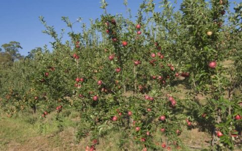 Apple Tree Varieties In Australia