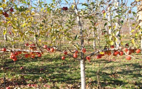 Apple Tree Varieties In Australia