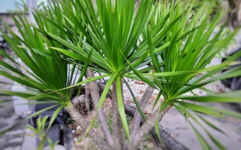 How To Grow A Dragon Tree