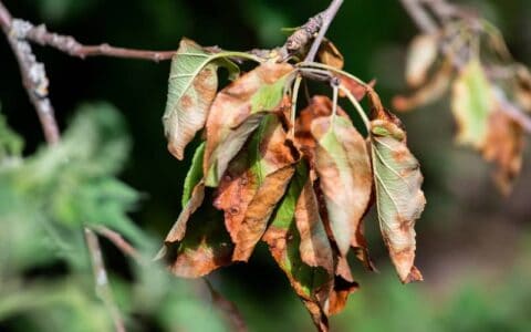 Ornamental Pear Tree Problems In Australia
