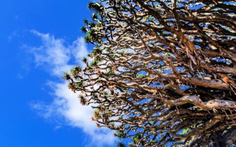 How To Grow A Dragon Tree