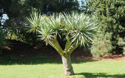 How To Grow A Dragon Tree
