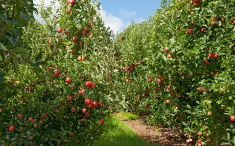 Apple Tree Varieties In Australia