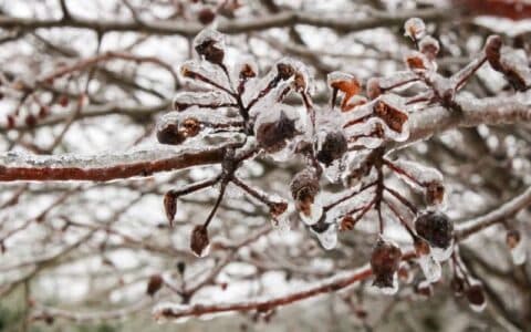 Ornamental Pear Tree Problems In Australia