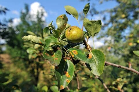 Ornamental Pear Tree Problems In Australia