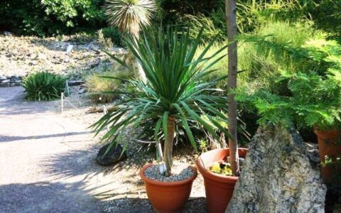 How To Grow A Dragon Tree
