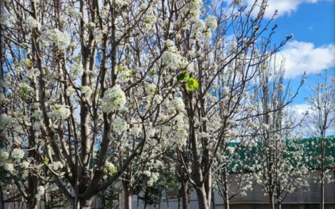 Ornamental Pear Trees In Australia: A Complete Growing Guide