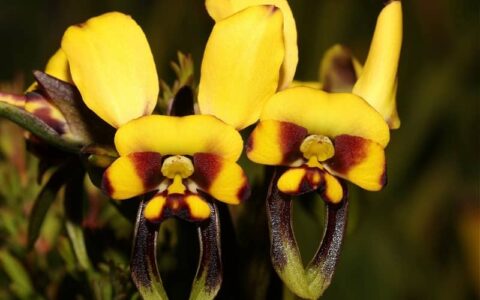 A Guide To Australian Native Orchids