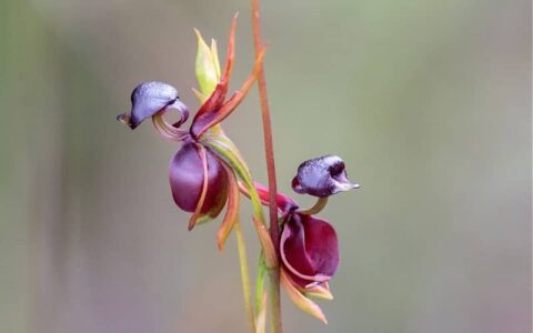 A Guide To Australian Native Orchids