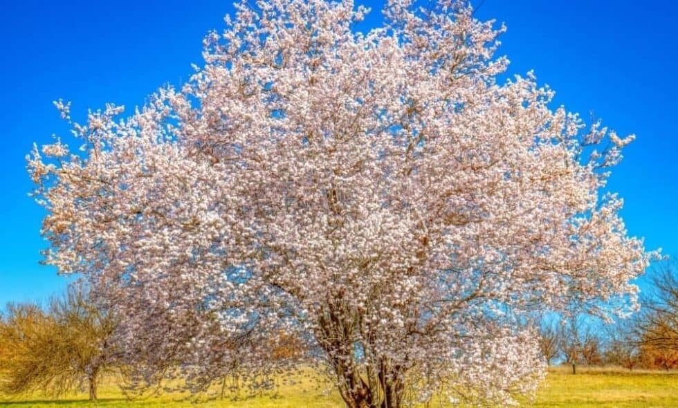 Ornamental Pear Trees In Australia: A Complete Growing Guide