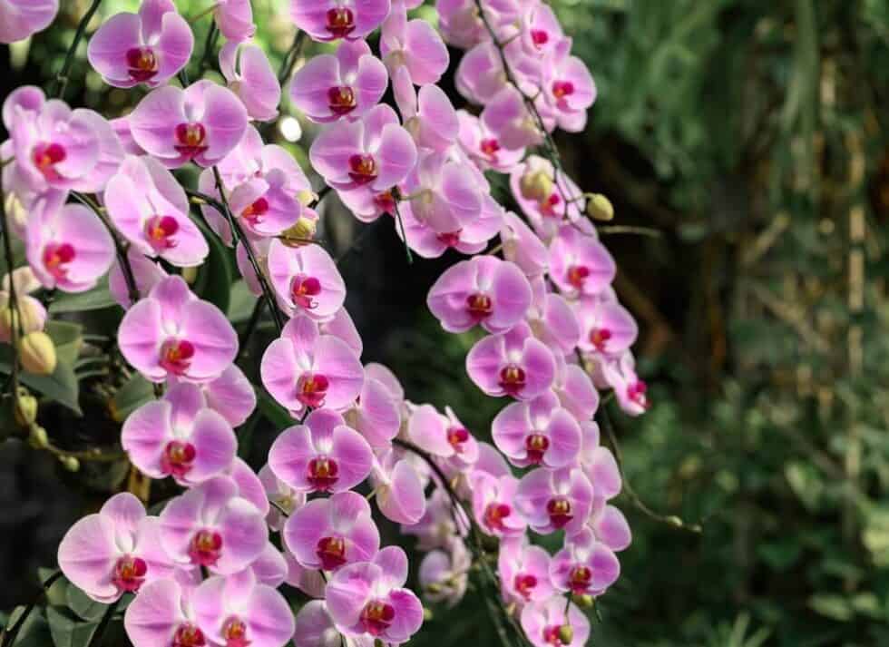 A Guide To Australian Native Orchids