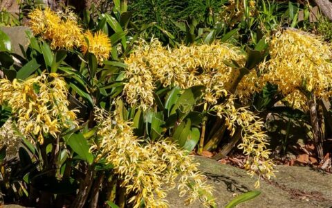 A Guide To Australian Native Orchids