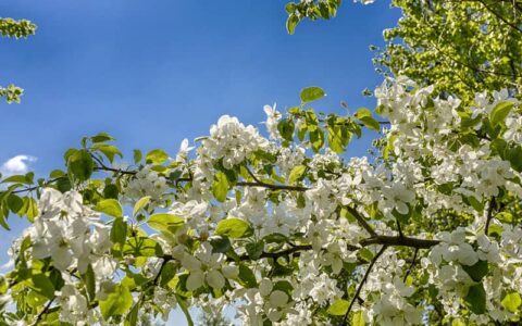 Ornamental Pear Trees In Australia: A Complete Growing Guide