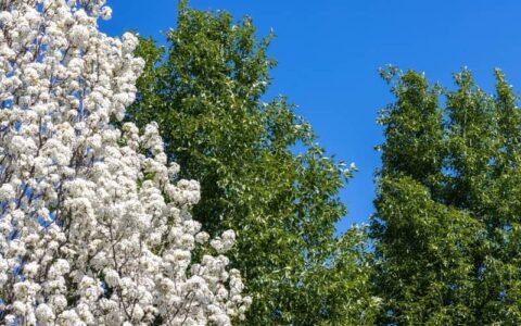 Ornamental Pear Trees In Australia: A Complete Growing Guide