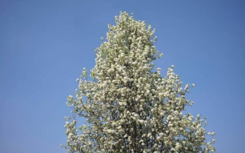 Ornamental Pear Trees In Australia: A Complete Growing Guide