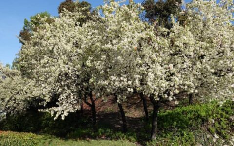Ornamental Pear Trees In Australia: A Complete Growing Guide