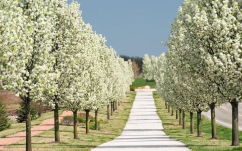 Ornamental Pear Trees In Australia: A Complete Growing Guide