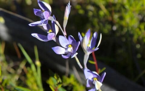 A Guide To Australian Native Orchids