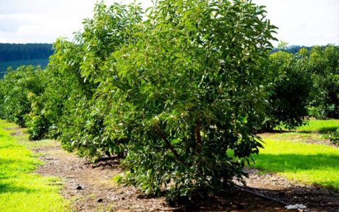 Avocado Varieties In Australia