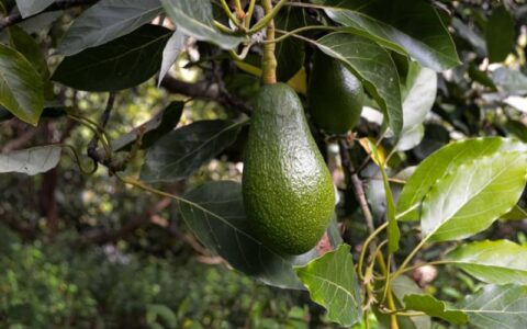Avocado Varieties In Australia