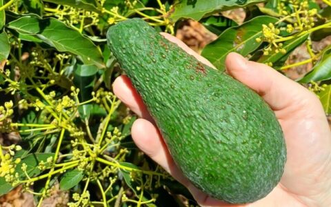 Avocado Varieties In Australia