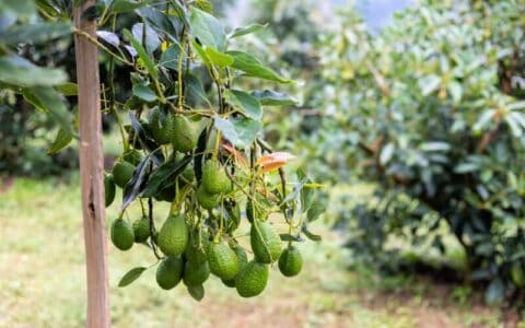 Avocado Varieties In Australia