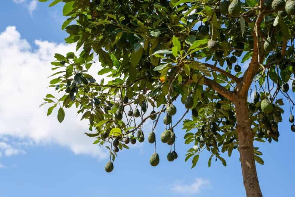 How To Make An Avocado Tree Bear Fruit Faster