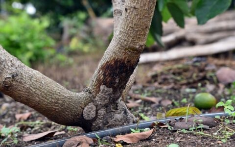Avocado Tree Problems (And Solutions!)