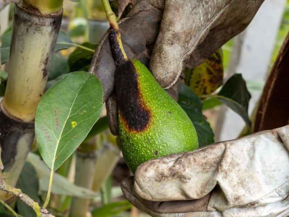 Avocado Tree Problems (And Solutions!)