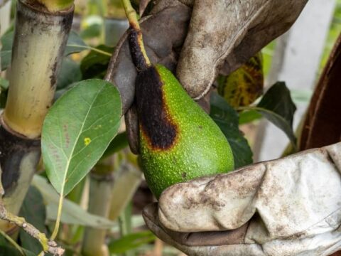 Avocado Tree Problems (And Solutions!)