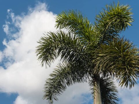 The Best Backyard Trees In Australia