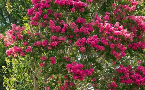 The Best Backyard Trees In Australia
