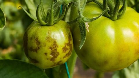 Tomato Diseases, Pests, And Problems In Australia