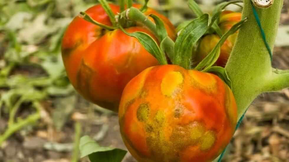 Tomato Diseases, Pests, And Problems In Australia